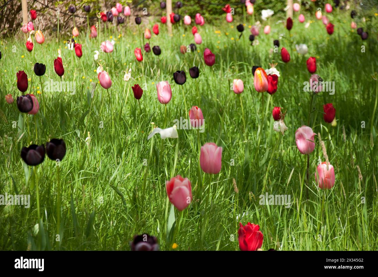 Tulip Medley, Kew Gardens; Royal Botanical Gardens; Kew, Richmond ...
