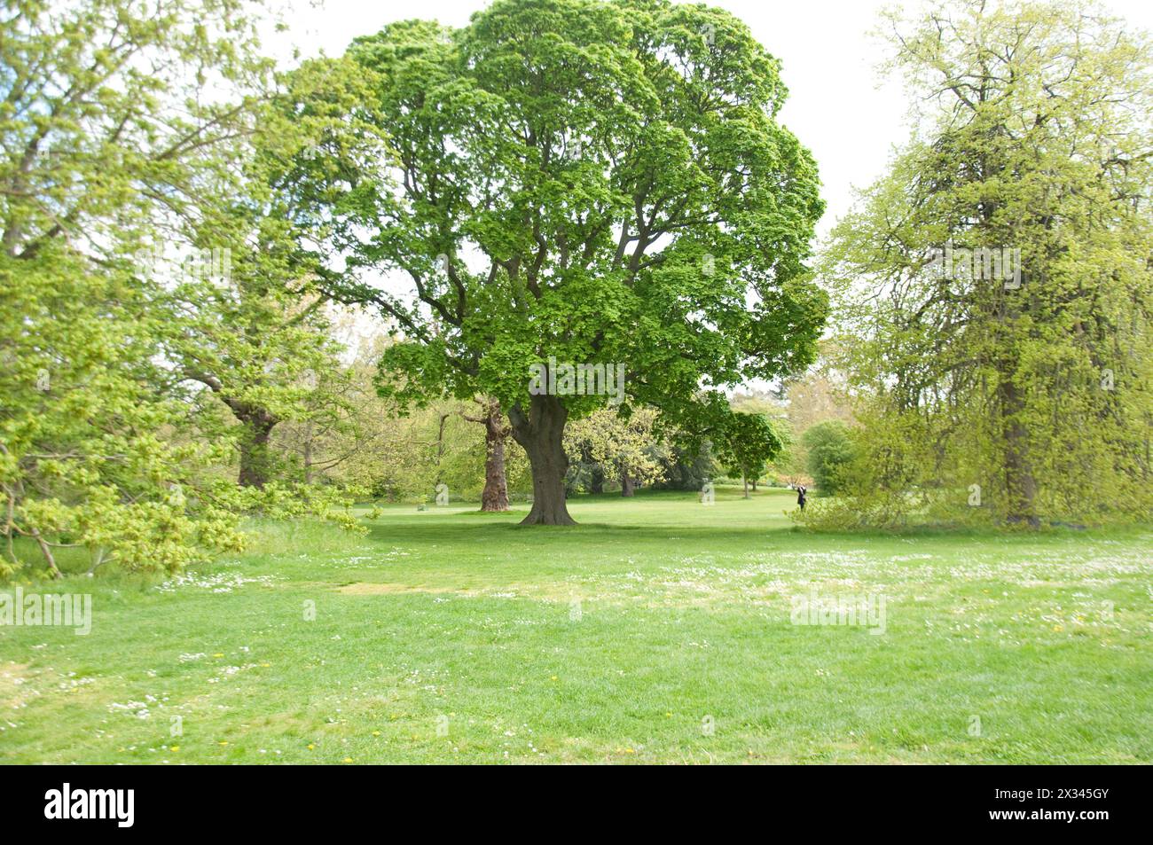 Trees and grass, Woodlands, Kew Gardens, Royal Botanical Gardens, Kew ...