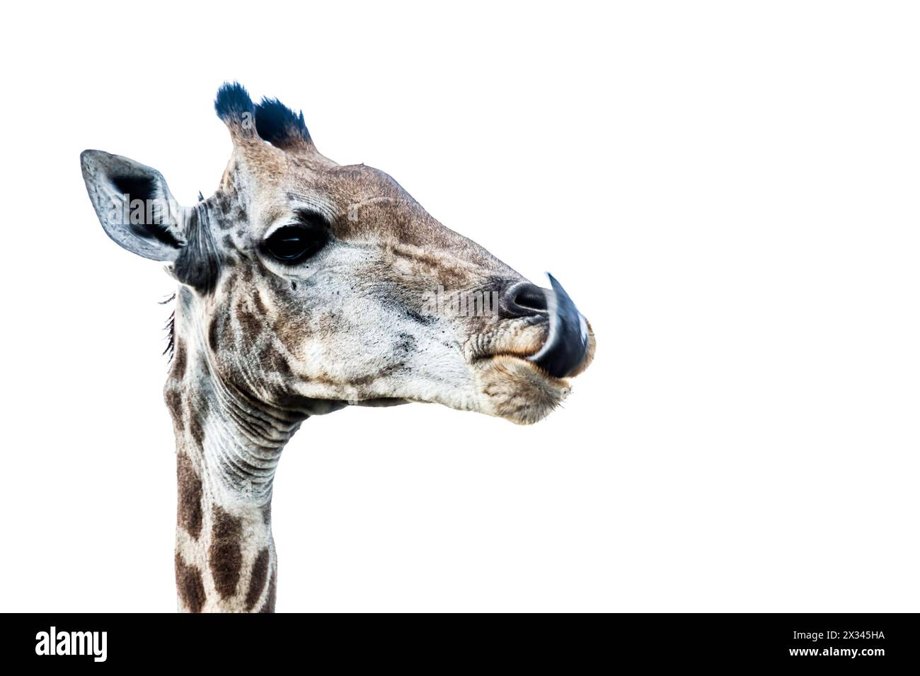 Giraffe funny portrait isolated in white background in Kruger National ...