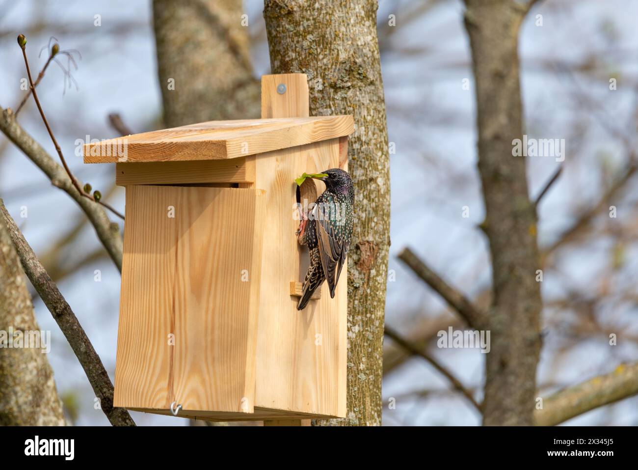 Songbird nest building hi-res stock photography and images - Alamy