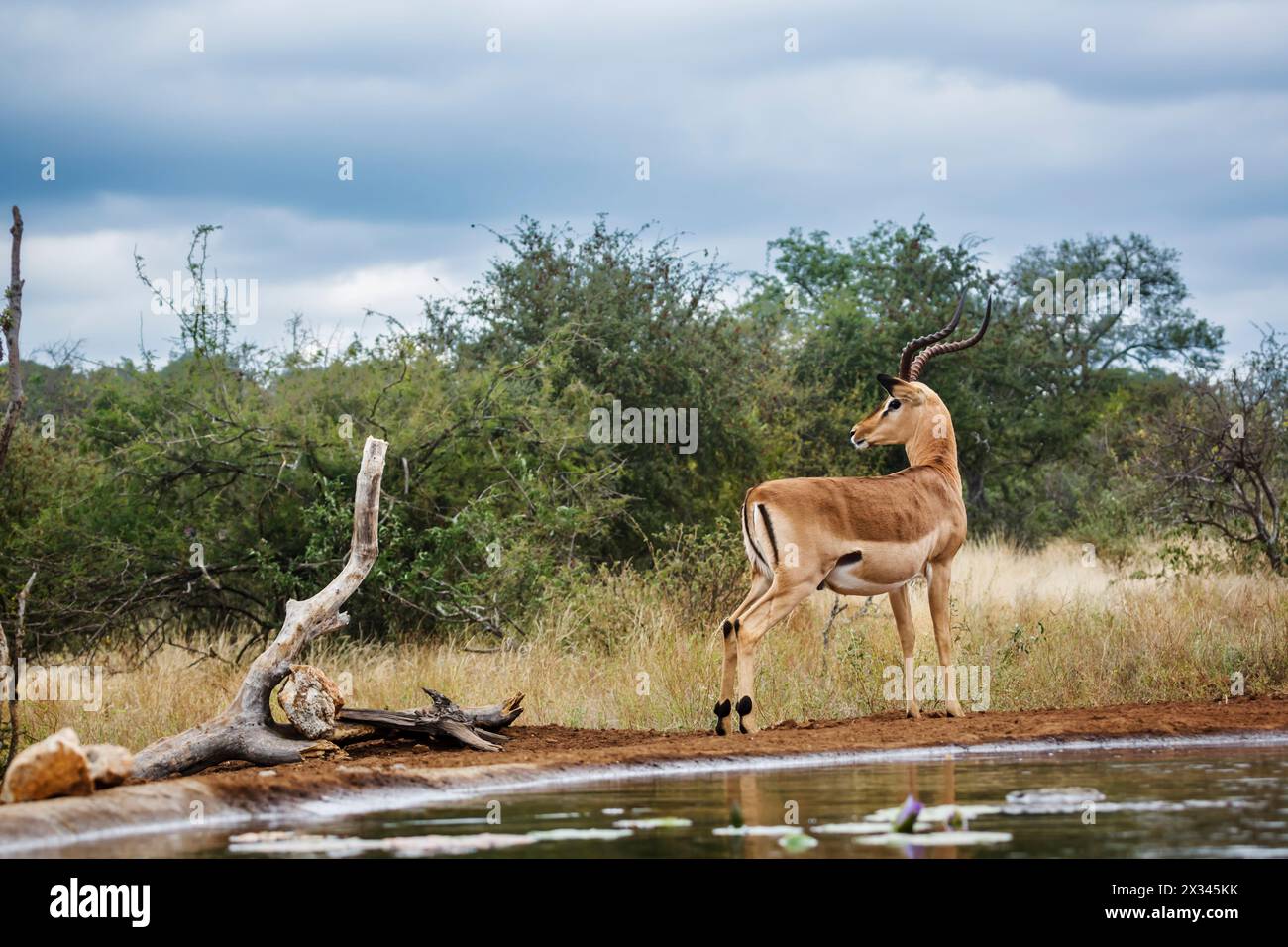 Common Impala horned male watching back in Kruger National park, South ...