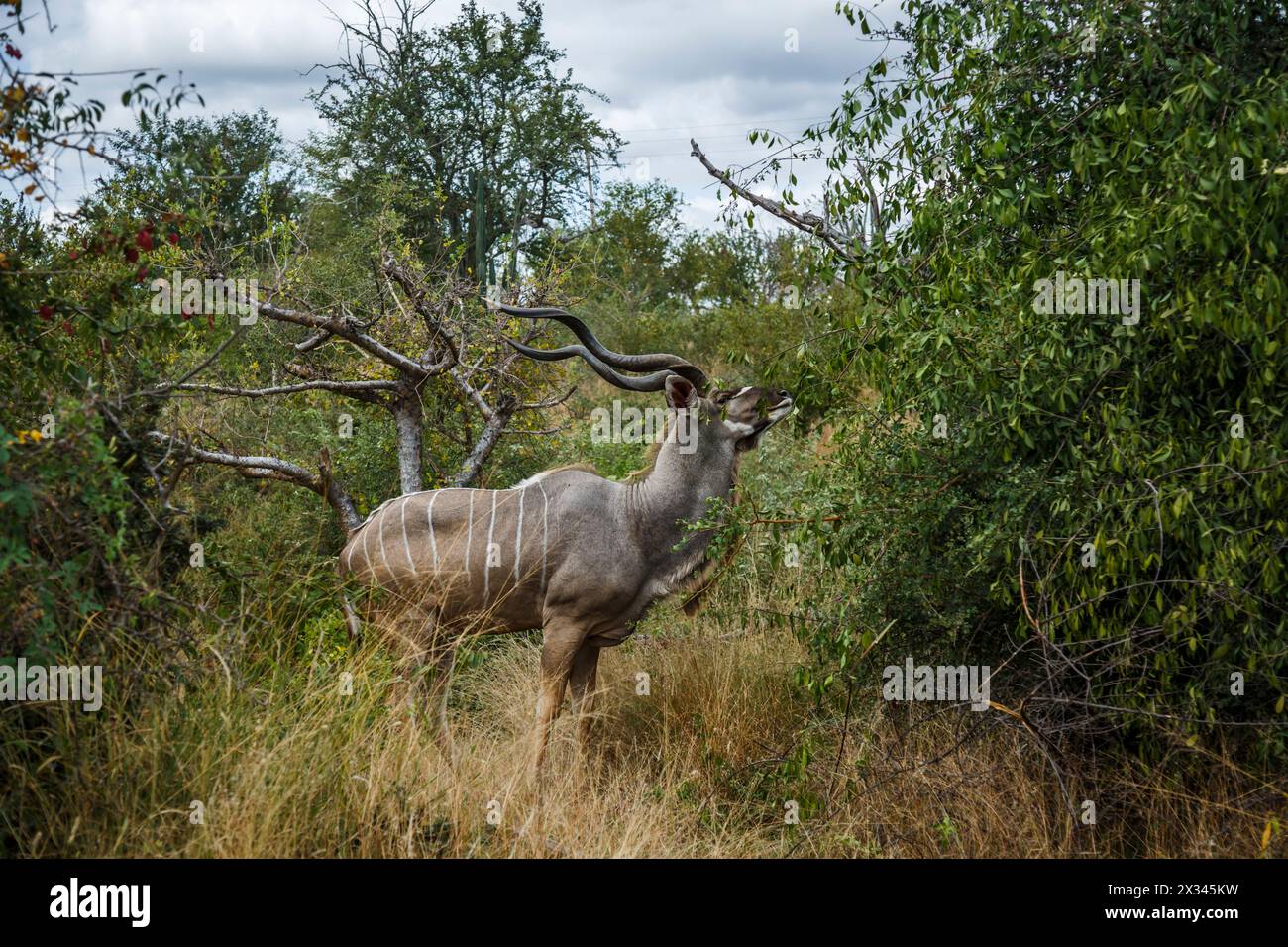 Greater kudu majestic horned male eating in the bush in Kruger National ...