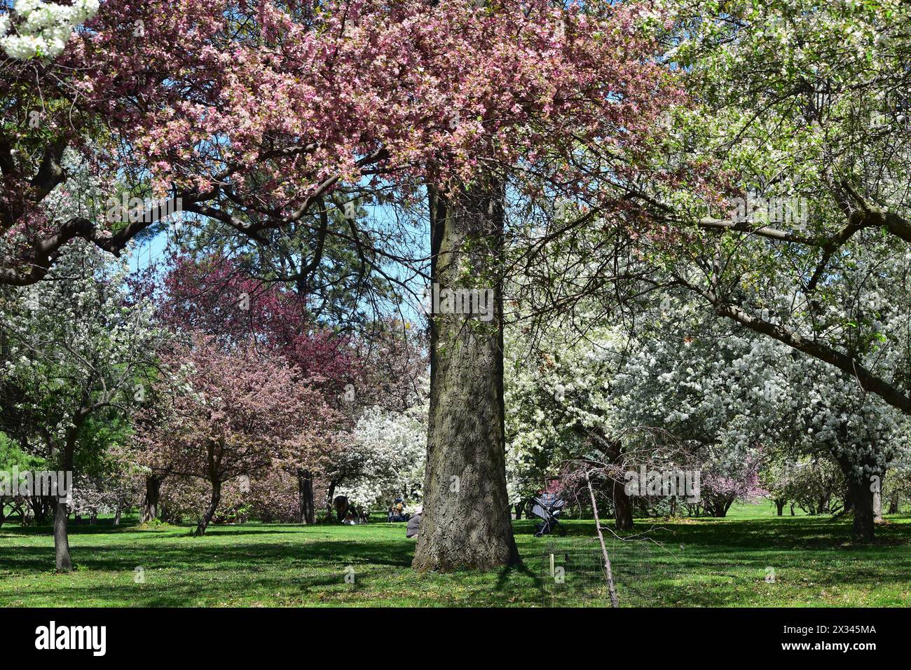 Crabapple Blossoms at Arie den Boer Arboretum in Des Moines, Iowa Stock ...