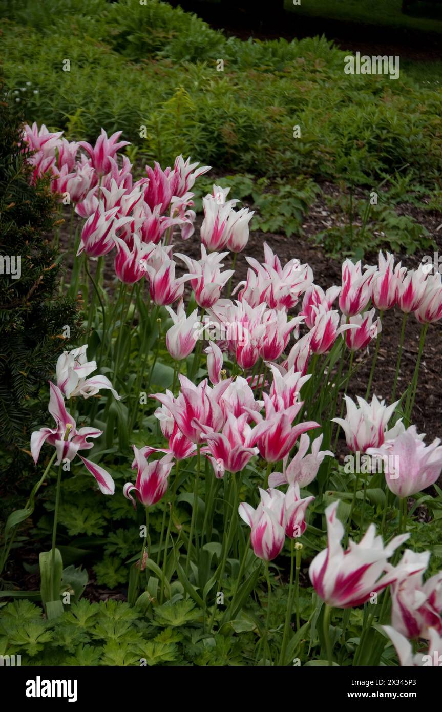 Tulip clusiana 'Peppermintstick', Kew Gardens; Royal Botanical Gardens ...
