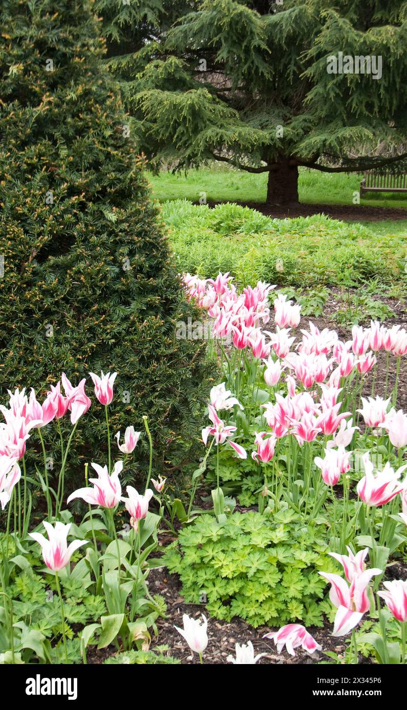 Tulip clusiana 'Peppermintstick', Kew Gardens; Royal Botanical Gardens ...