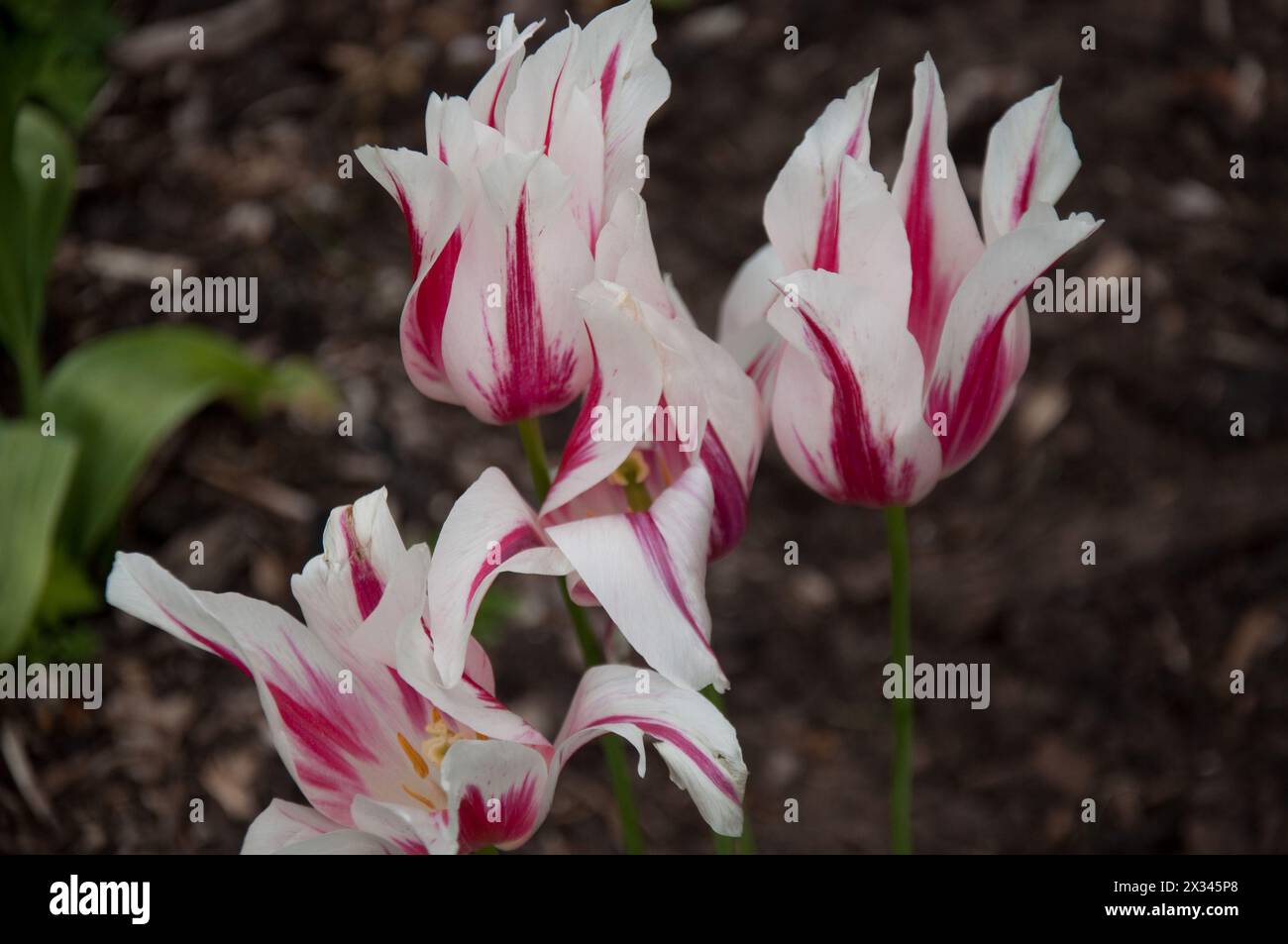 Tulip clusiana 'Peppermintstick', Kew Gardens; Royal Botanical Gardens ...