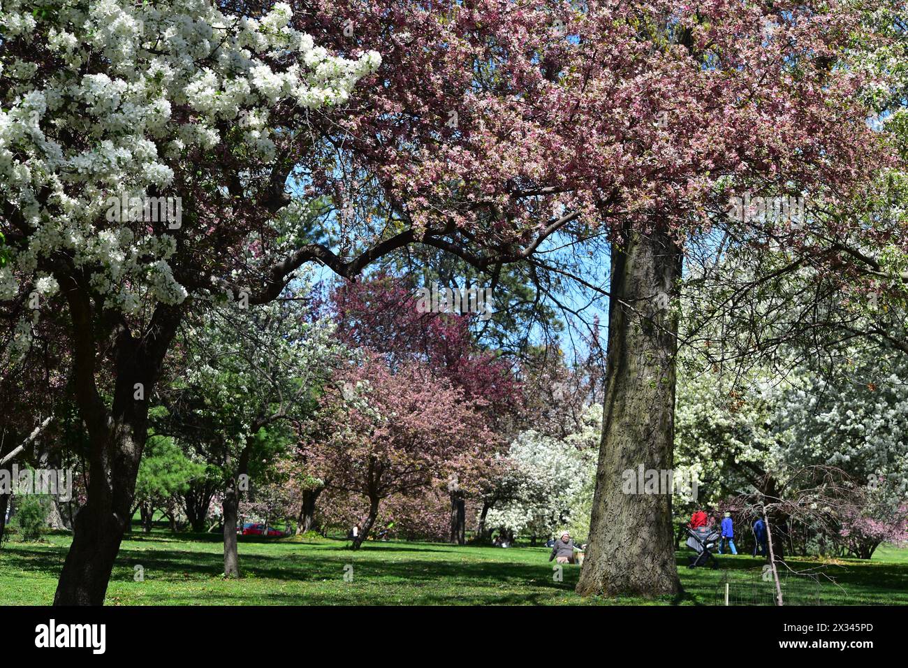Crabapple Blossoms at Arie den Boer Arboretum in Des Moines, Iowa Stock ...