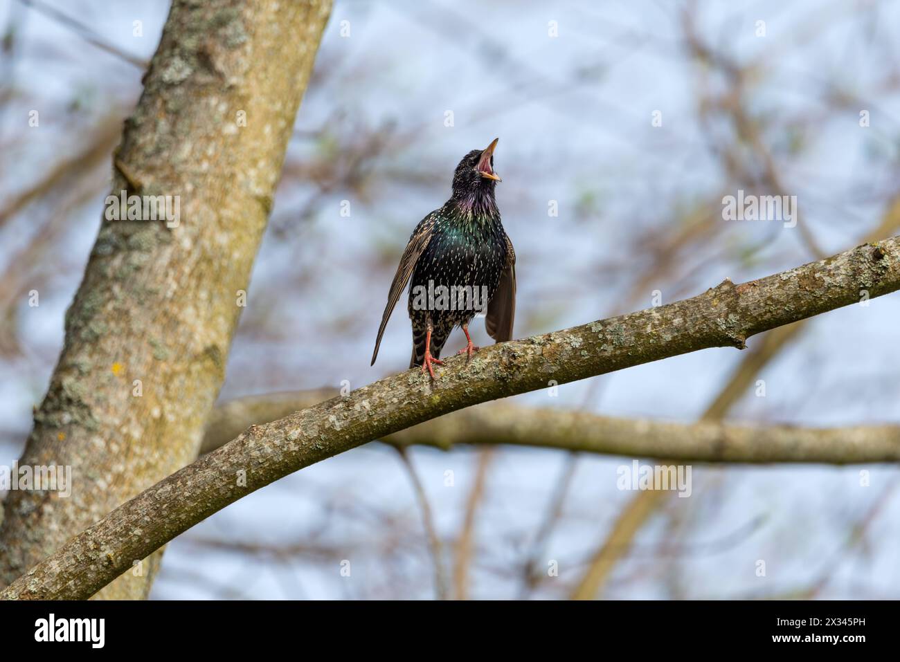 Starling Sturnus vulgaris - love song- the magic of color Stock Photo ...
