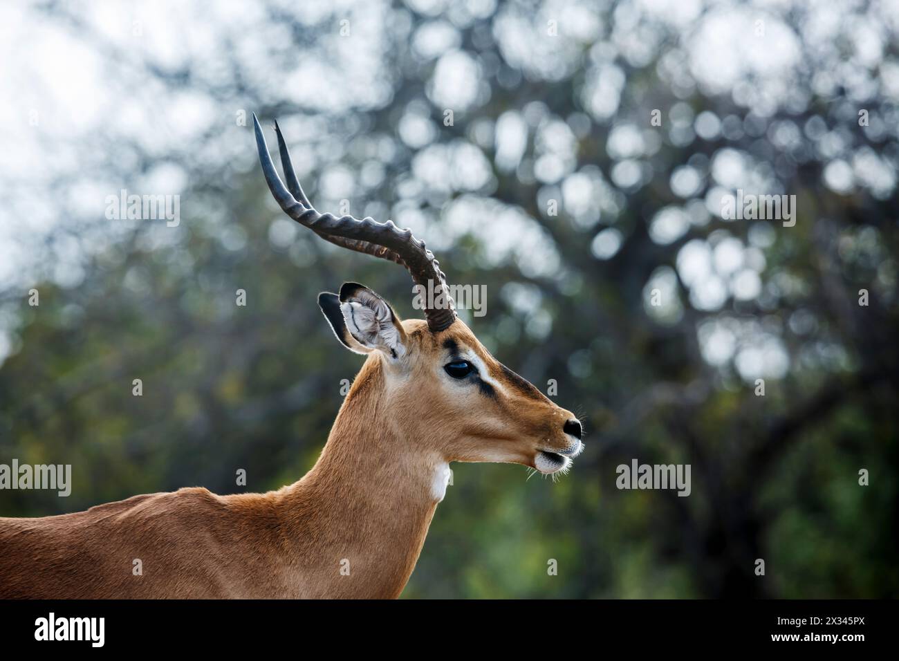 Common Impala horned male portrait isolated in natural background in ...