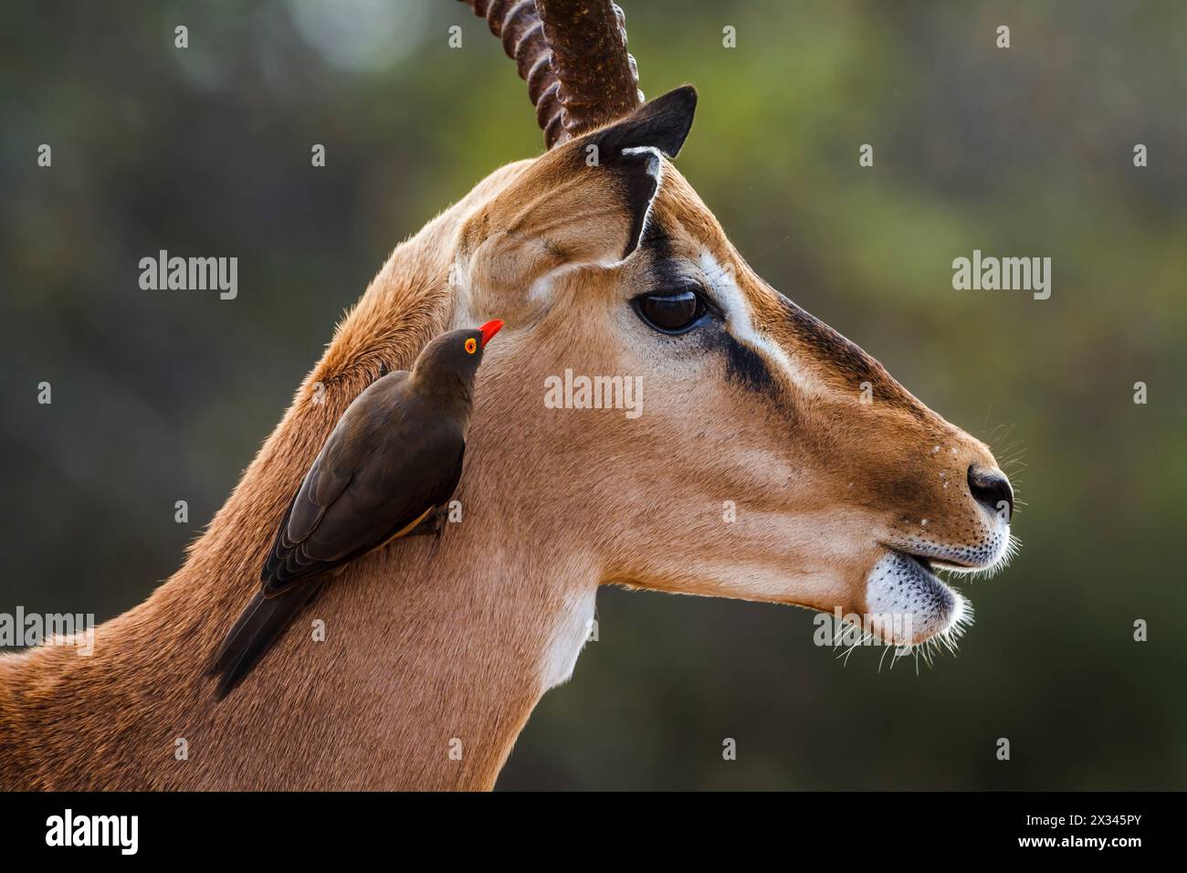 Common Impala male portrait with grooming oxpecker in Kruger National ...