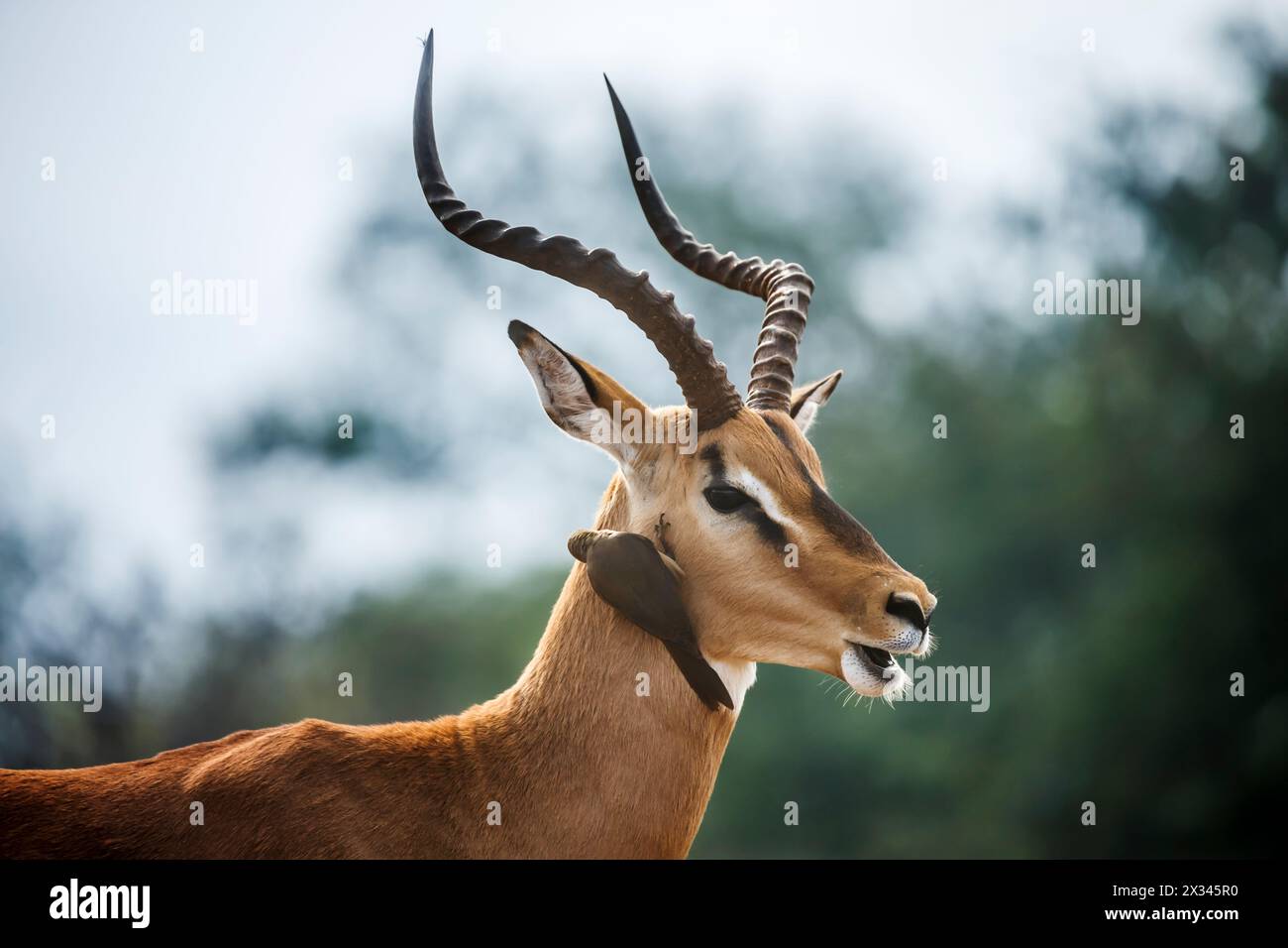 Common Impala male portrait with grooming oxpecker in Kruger National ...