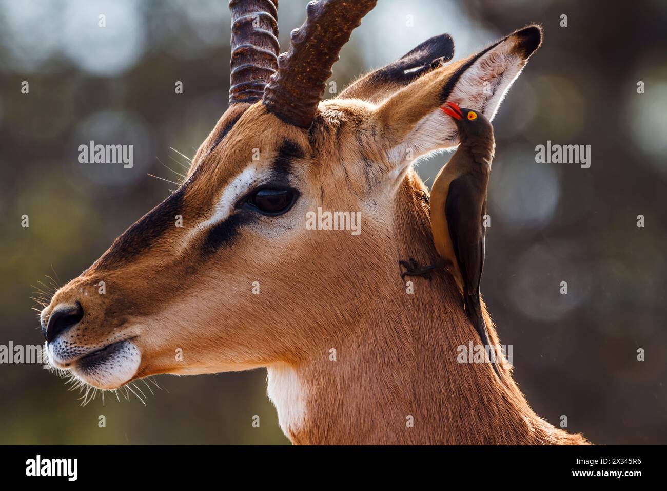 Common Impala male portrait with grooming oxpecker in Kruger National ...