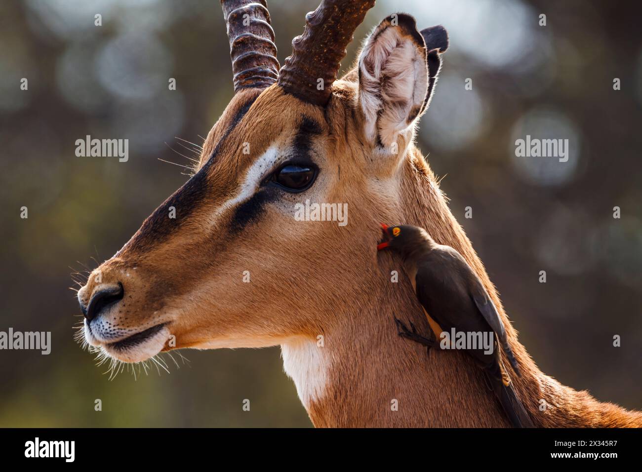 Common Impala male portrait with grooming oxpecker in Kruger National ...