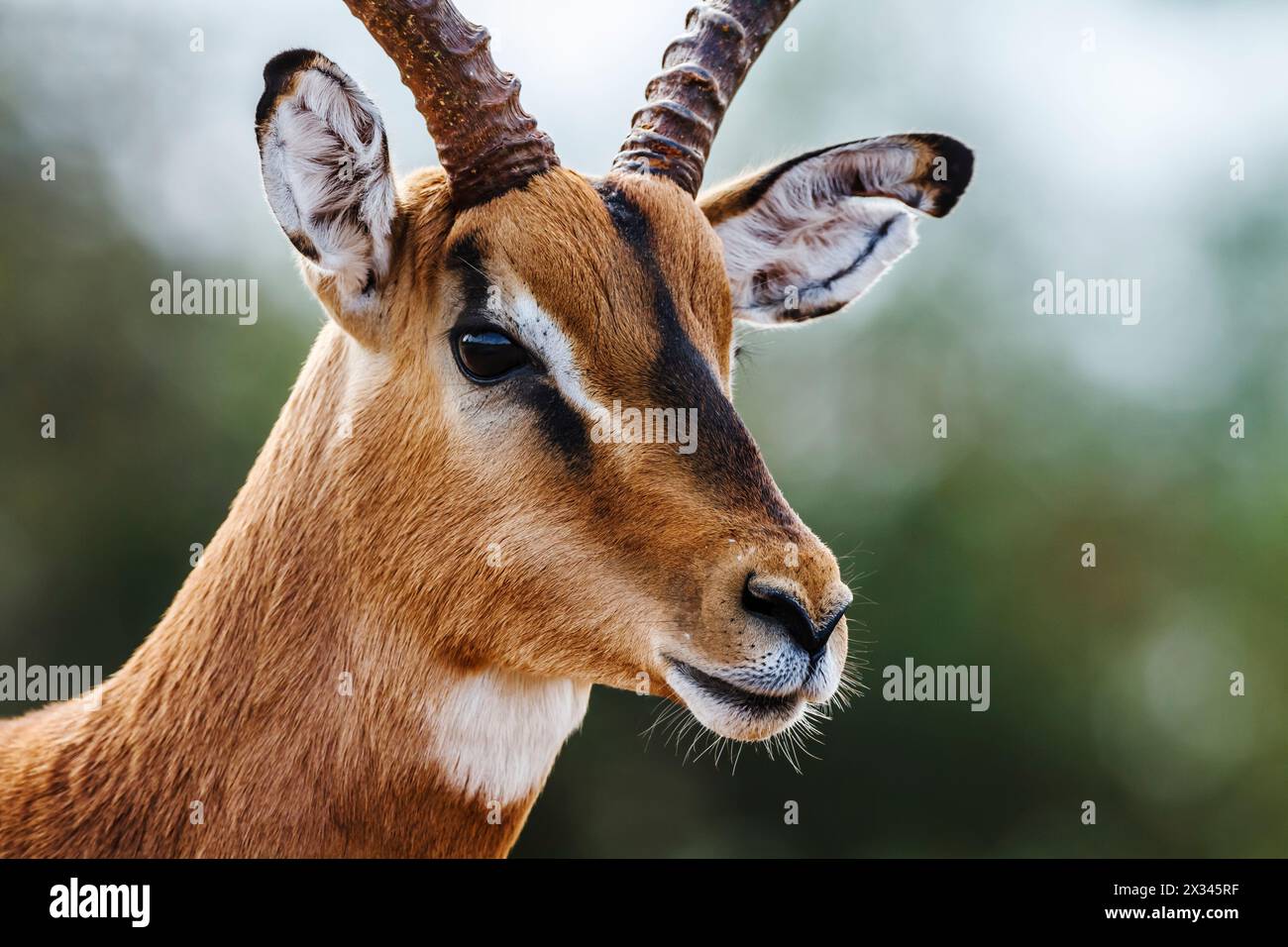 Common Impala horned male portrait isolated in natural background in ...