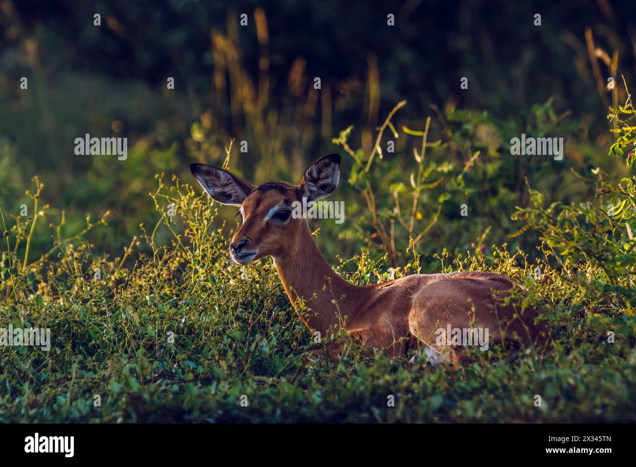 Cute young Common Impala lying down in grass in Kruger National park ...