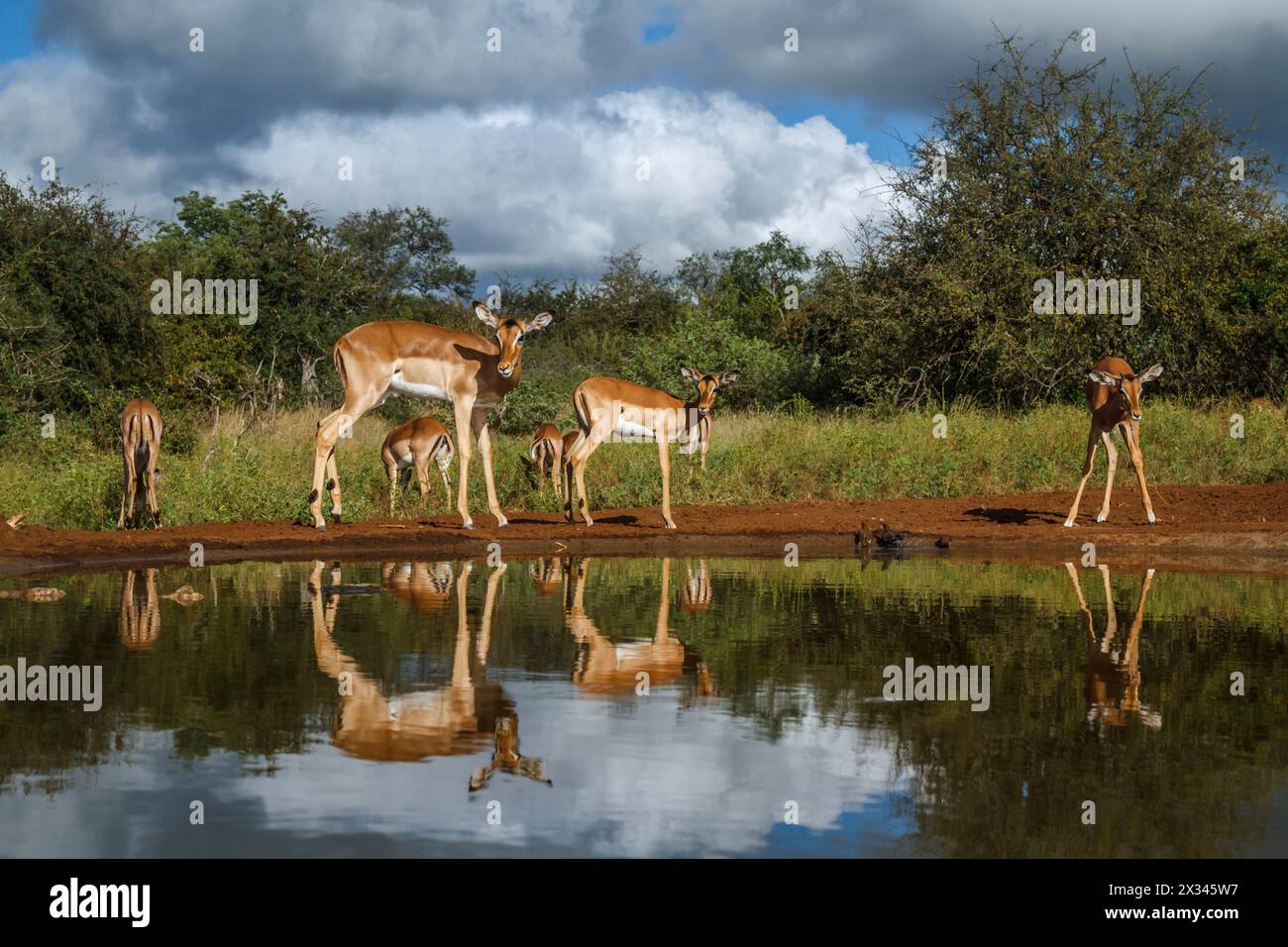 Common Impala in Kruger National park, South Africa ; Specie Aepyceros ...