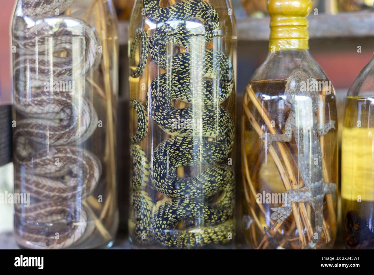 Choum, Rice Liquor, Rice Wine With Pickled Scorpions And Snakes For ...