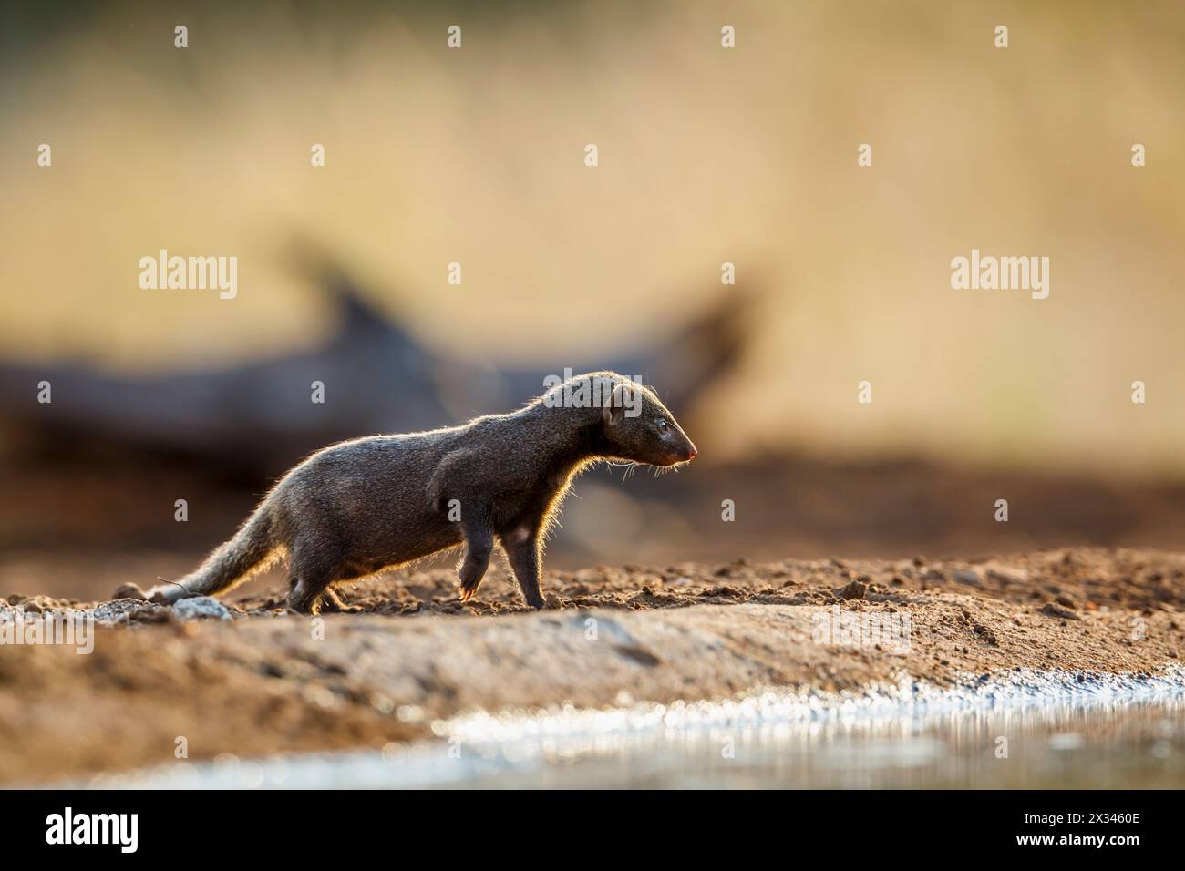 Slender mongoose standing along waterhole in backlit in Kgalagadi ...
