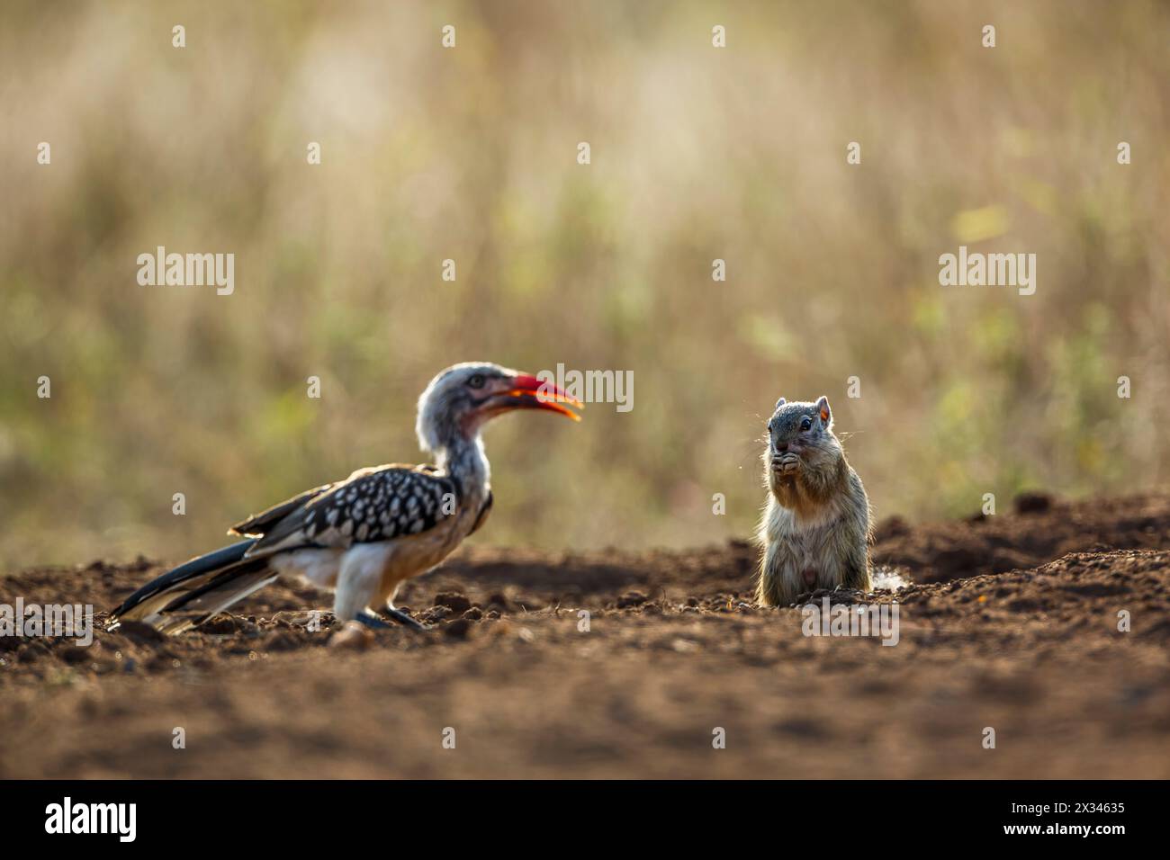 Smith bush squirrel and red billed hornbill looking for food on ground ...