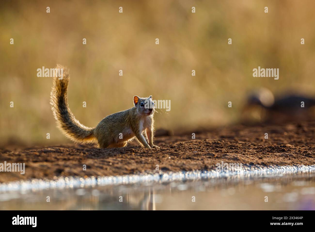 Smith bush squirrel tail up on the ground in backlit in Kruger National ...