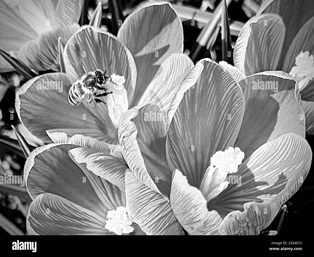 Pollination insect flower plant Black and White Stock Photos & Images ...
