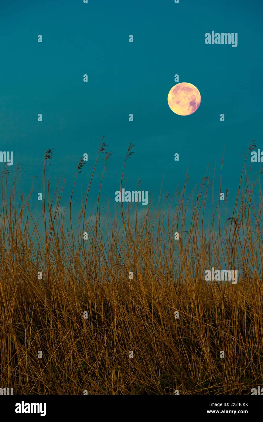 Full moon above reeds in Seaton Wetlands, Devon Stock Photo - Alamy