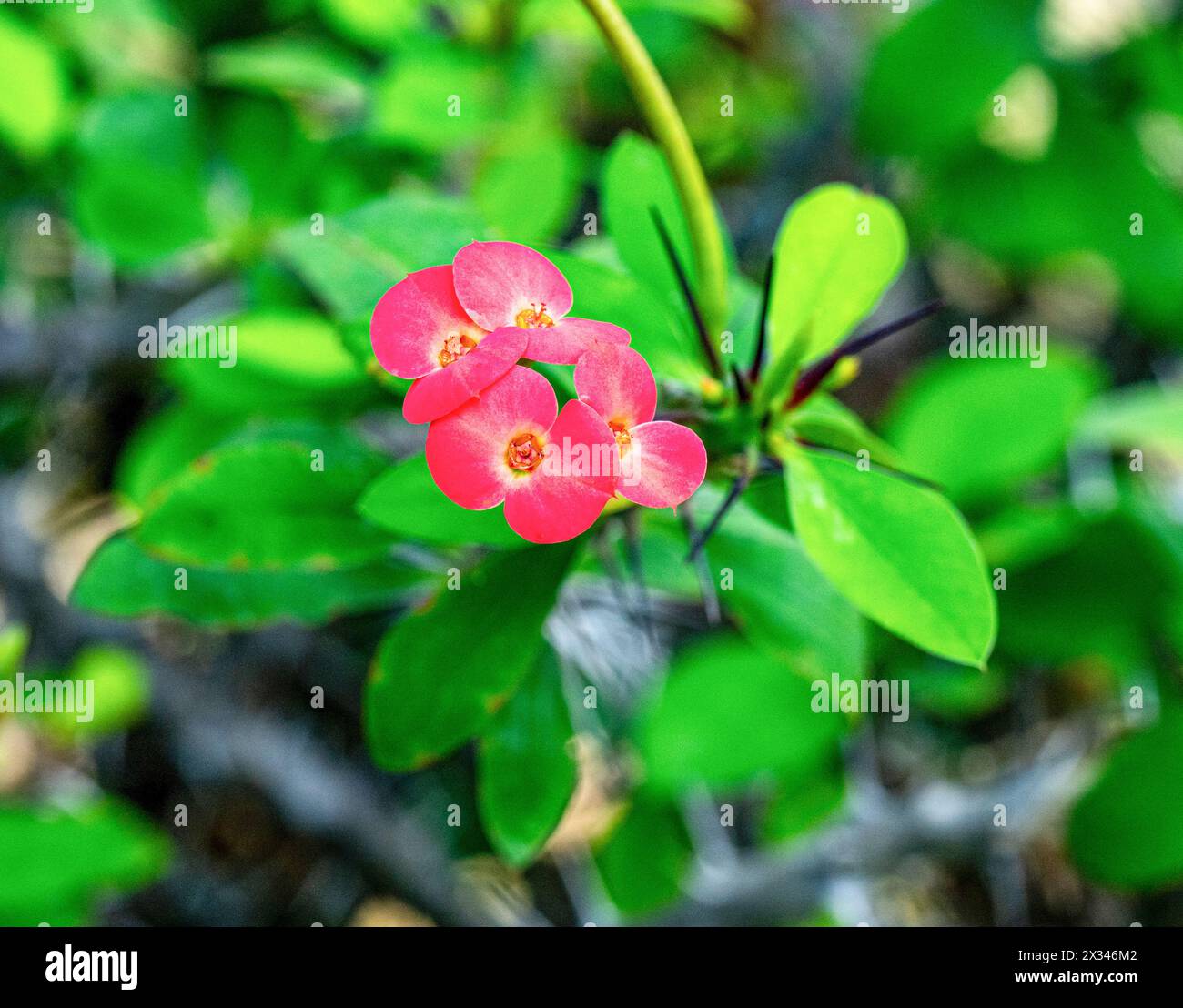 Crown of Thorns or Christ Plant (Euphorbia milii), native to Madagascar ...