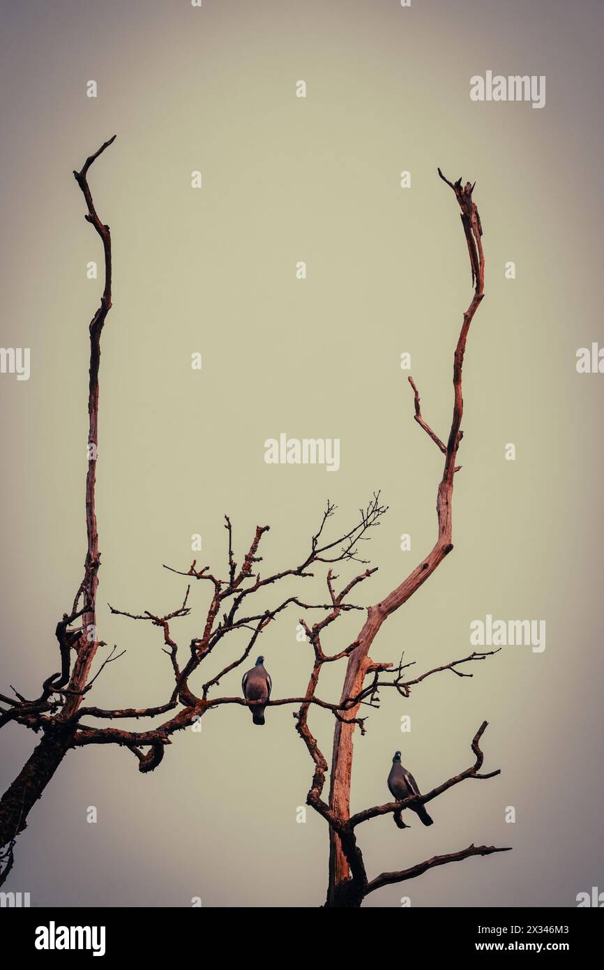 Dead tree branch wildlife hi-res stock photography and images - Alamy