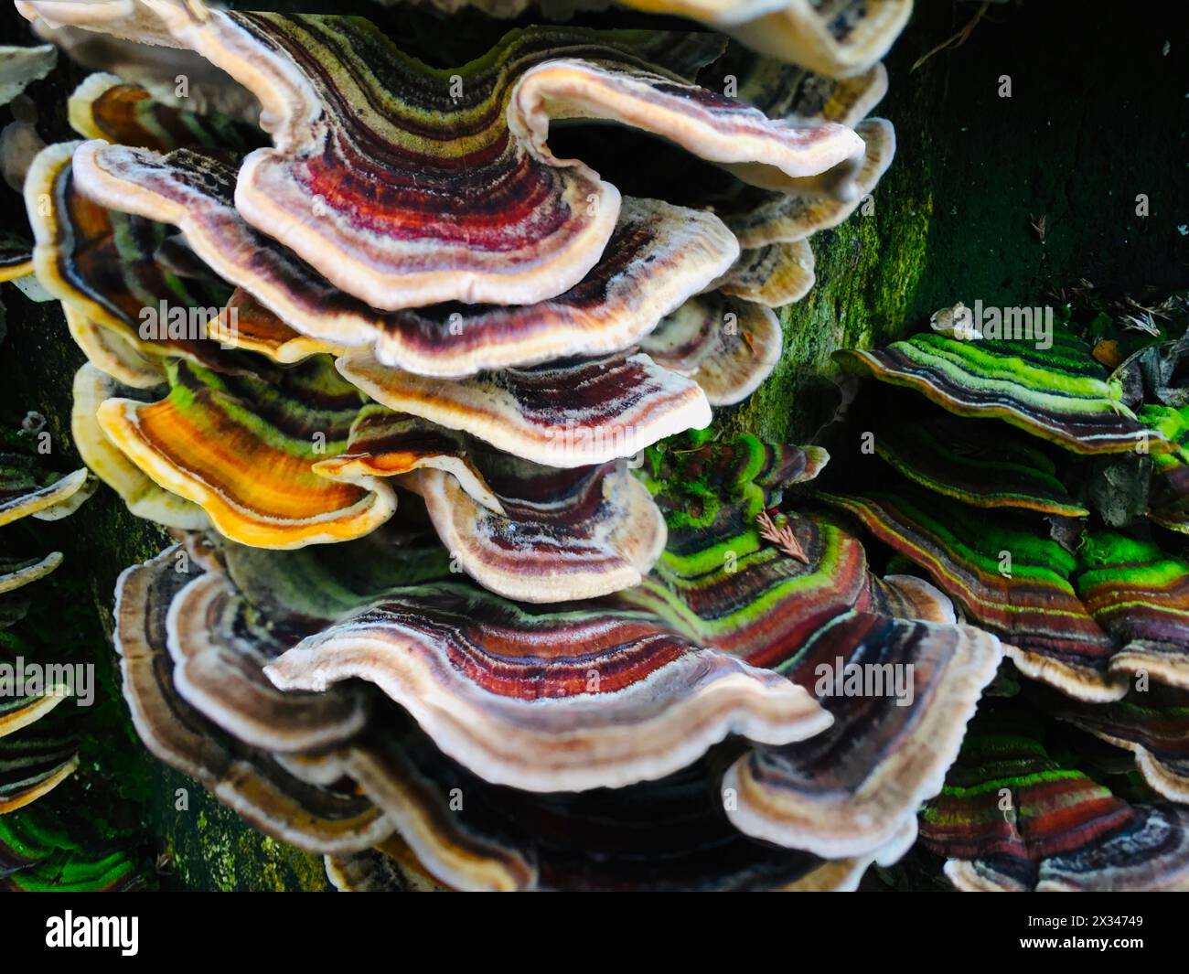 rainbow colored, layered tree fungus Stock Photo - Alamy