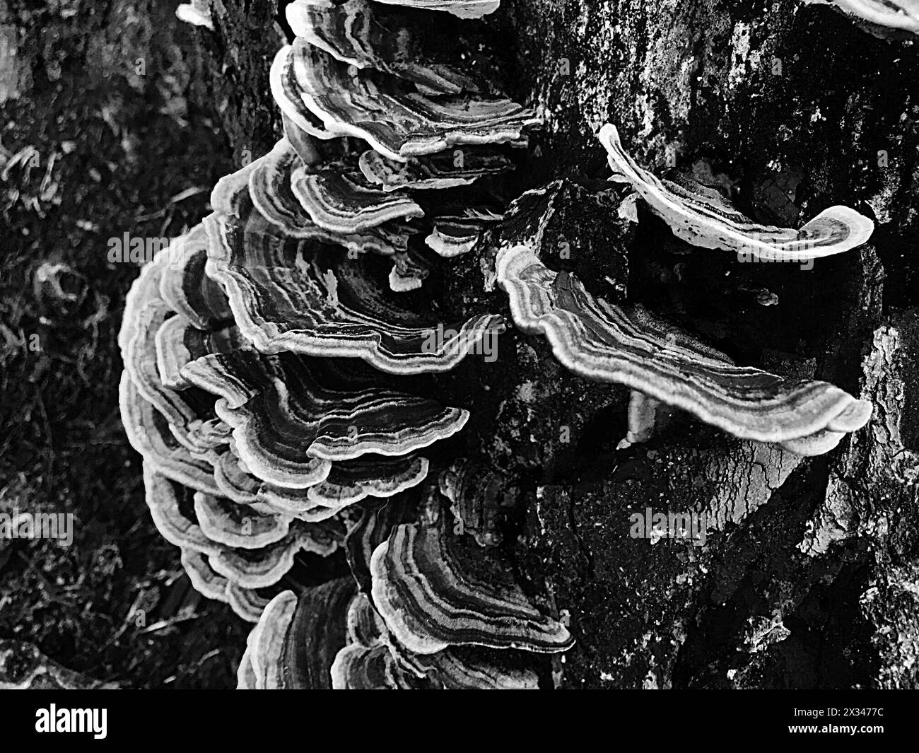 rainbow colored, layered tree fungus Stock Photo - Alamy rainbow colored, layered tree fungus Stock Photo - Alamy