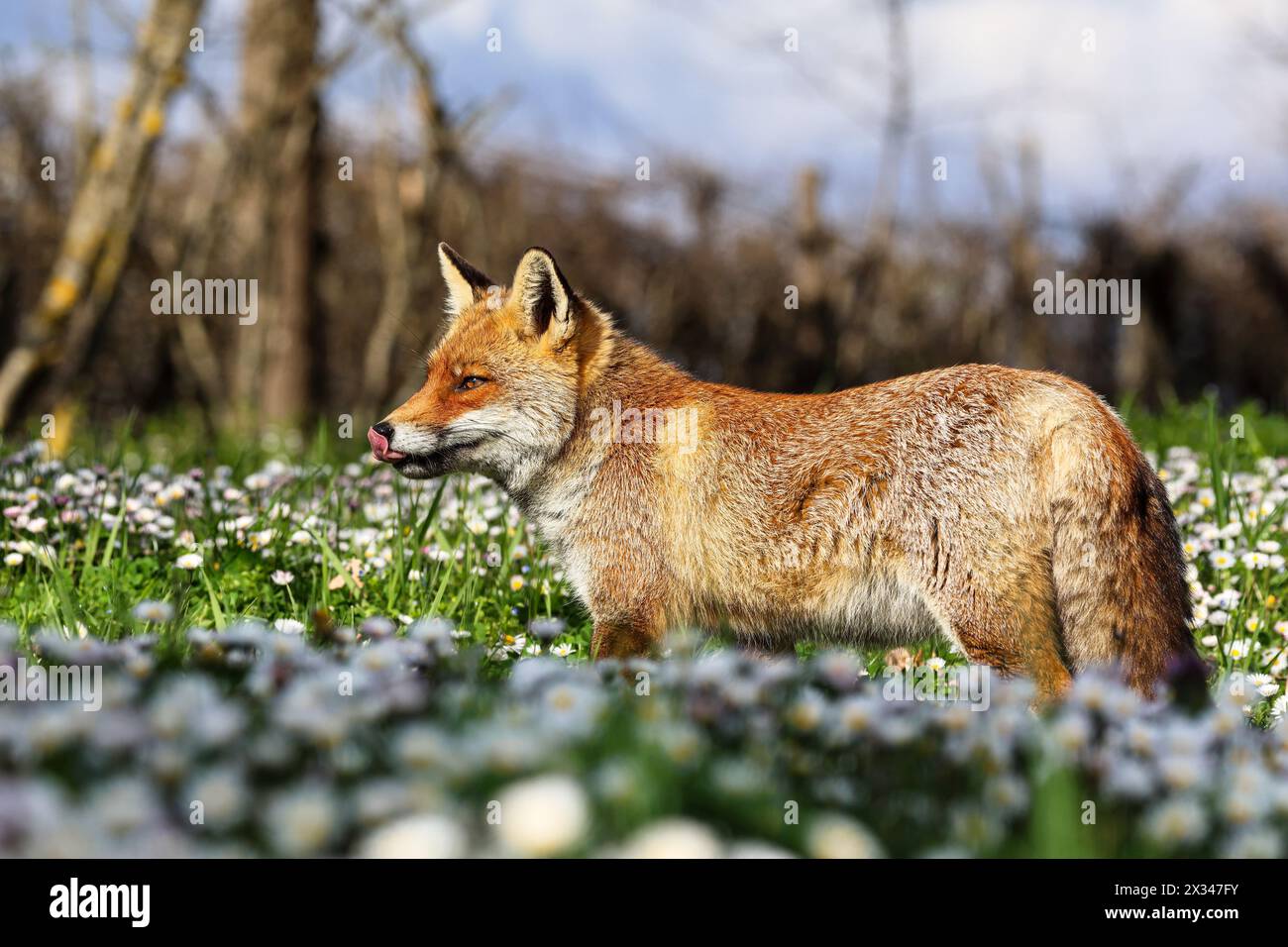 Red fox in spring among flowers, trees, pastures, woods and daisies ...