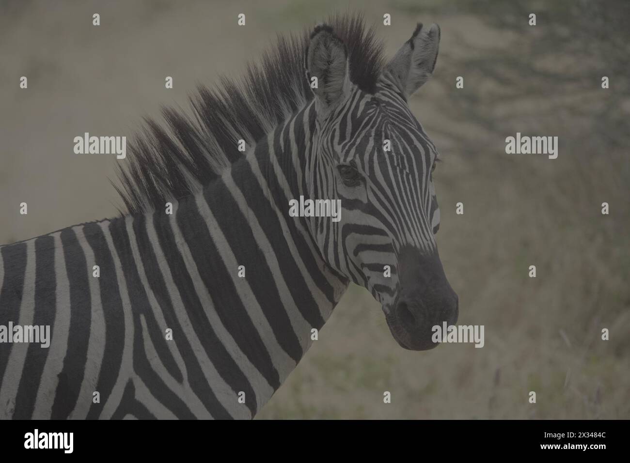 Zebra Face, Tanzania Stock Photo - Alamy