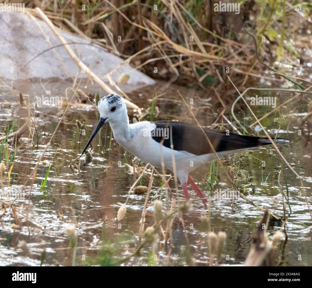 Black winged stilt agia varvara hi-res stock photography and images - Alamy