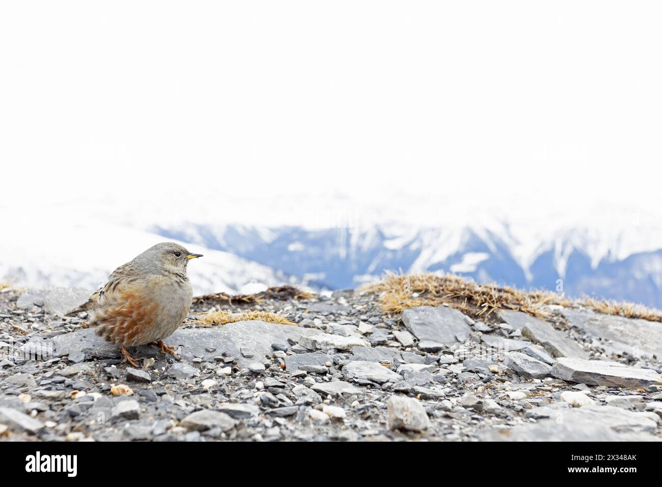 Alpine accentor (Prunella collaris) photographed with wide angle lens ...