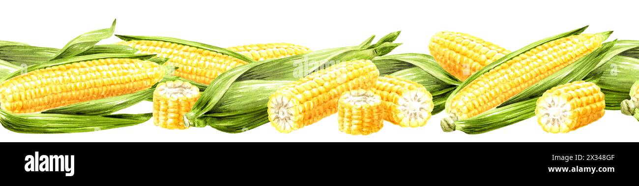 Fresh sweet corn seamless border. Hand drawn watercolor illustration ...
