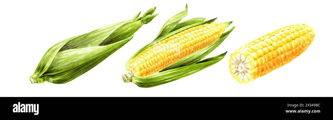 Fresh sweet corn set. Hand drawn watercolor illustration isolated on ...