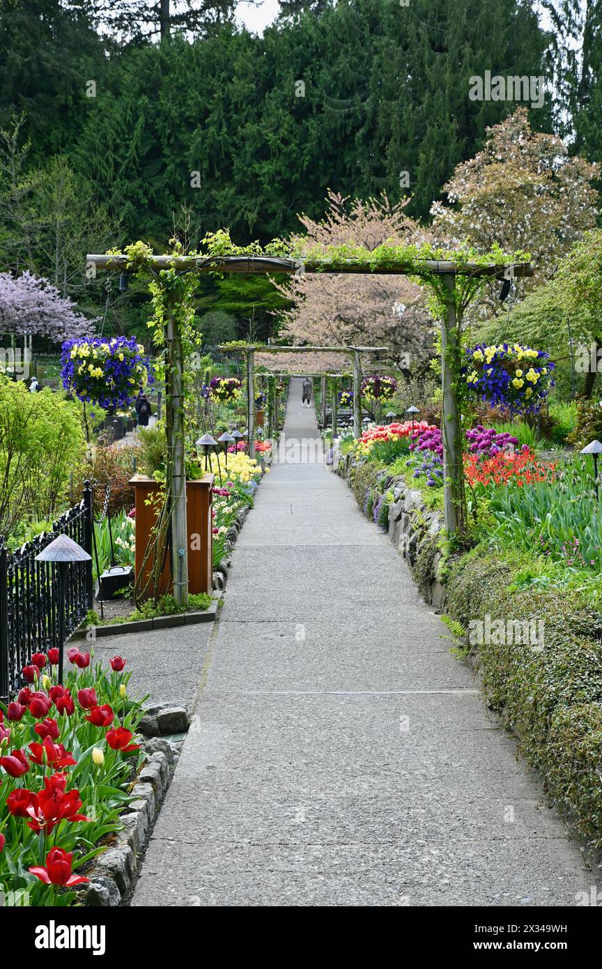 Springtime flowers in full bloom in beautiful Butchart's gardens mass ...