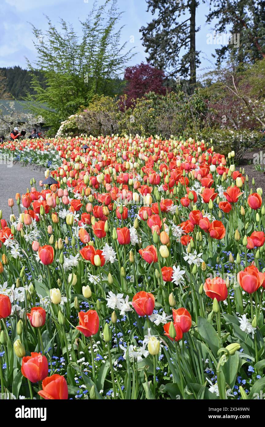 Springtime flowers in full bloom in beautiful Butchart's gardens mass ...