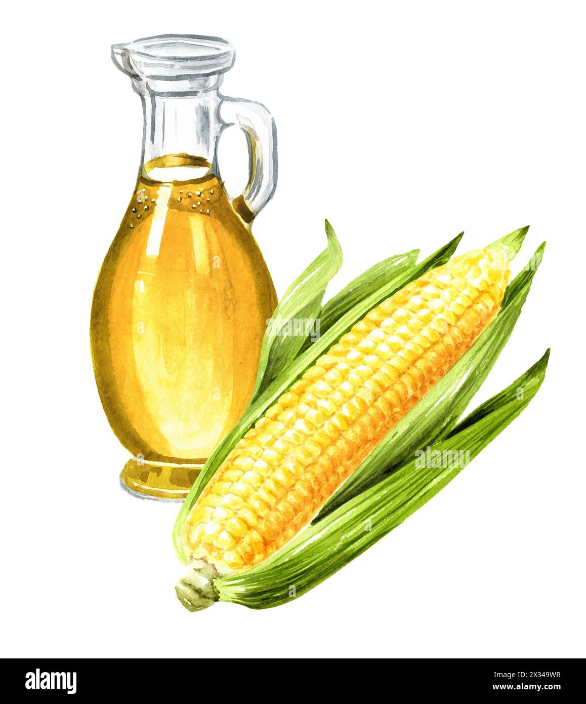Glass bottle with corn oil and Fresh sweetcorn cob. Hand drawn ...