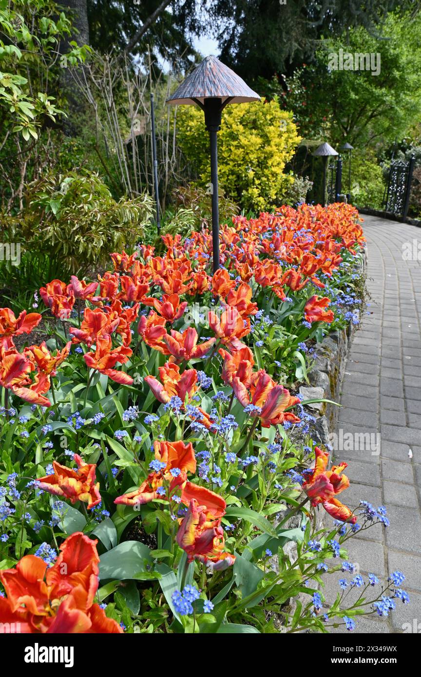 Springtime flowers in full bloom in beautiful Butchart's gardens mass ...