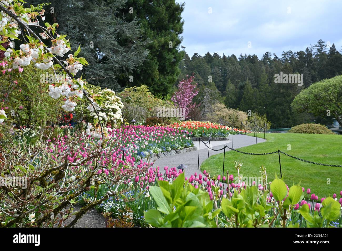 Springtime flowers in full bloom in beautiful Butchart's gardens mass plantings display of ...