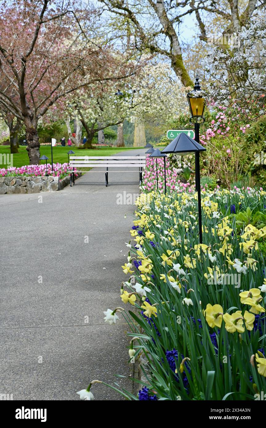 Springtime flowers in full bloom in beautiful Butchart's gardens mass ...