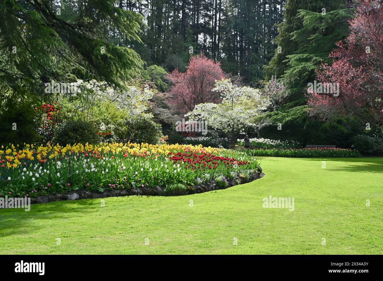 Springtime flowers in full bloom in beautiful Butchart's gardens mass plantings display of ...