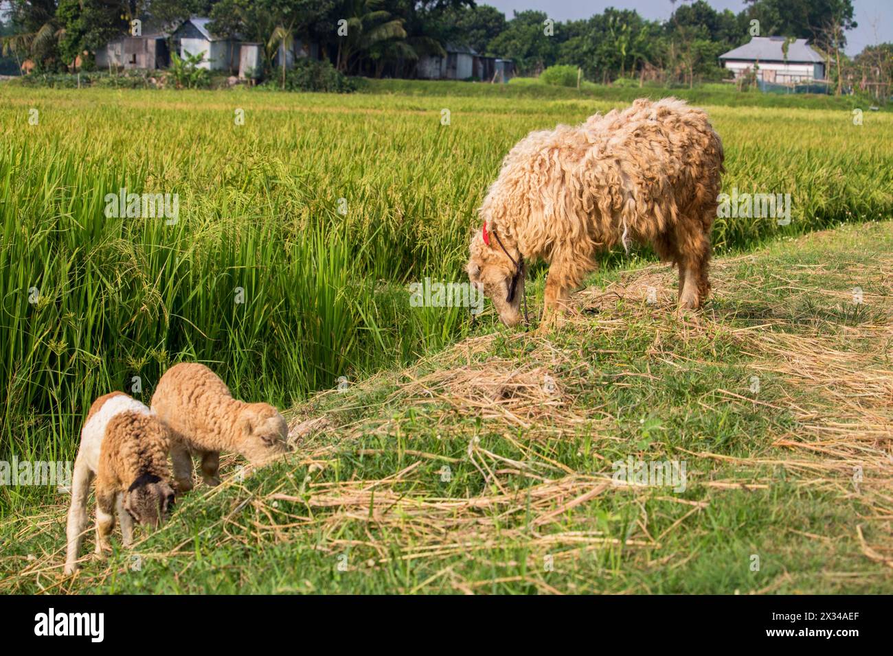 Close up sheep on the green grass,Sheep village in the fields Stock ...