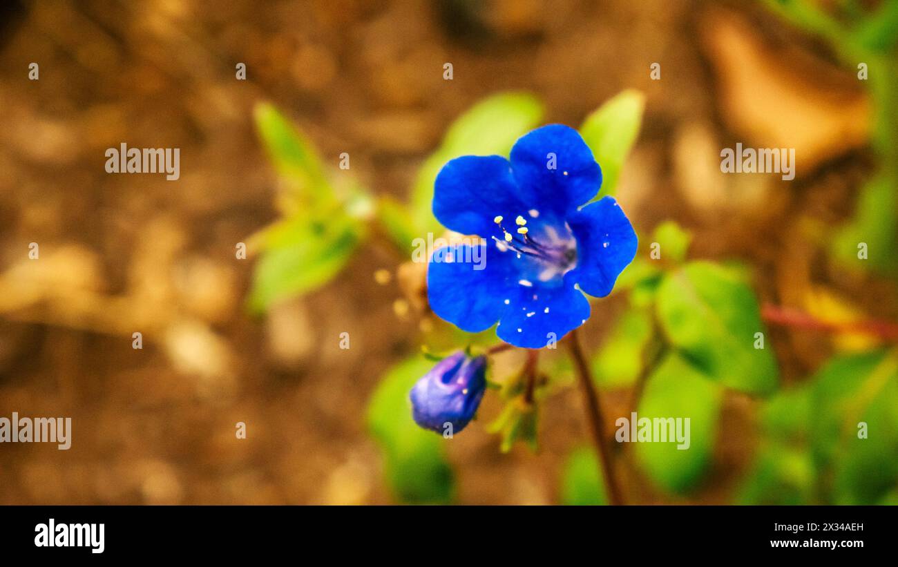 Phacelia campanularia, also known as desertbells, desert bluebells ...
