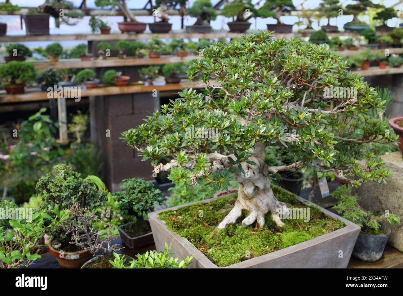 Deciduous bonsai with buds and thick trunk in a pot Stock Photo - Alamy