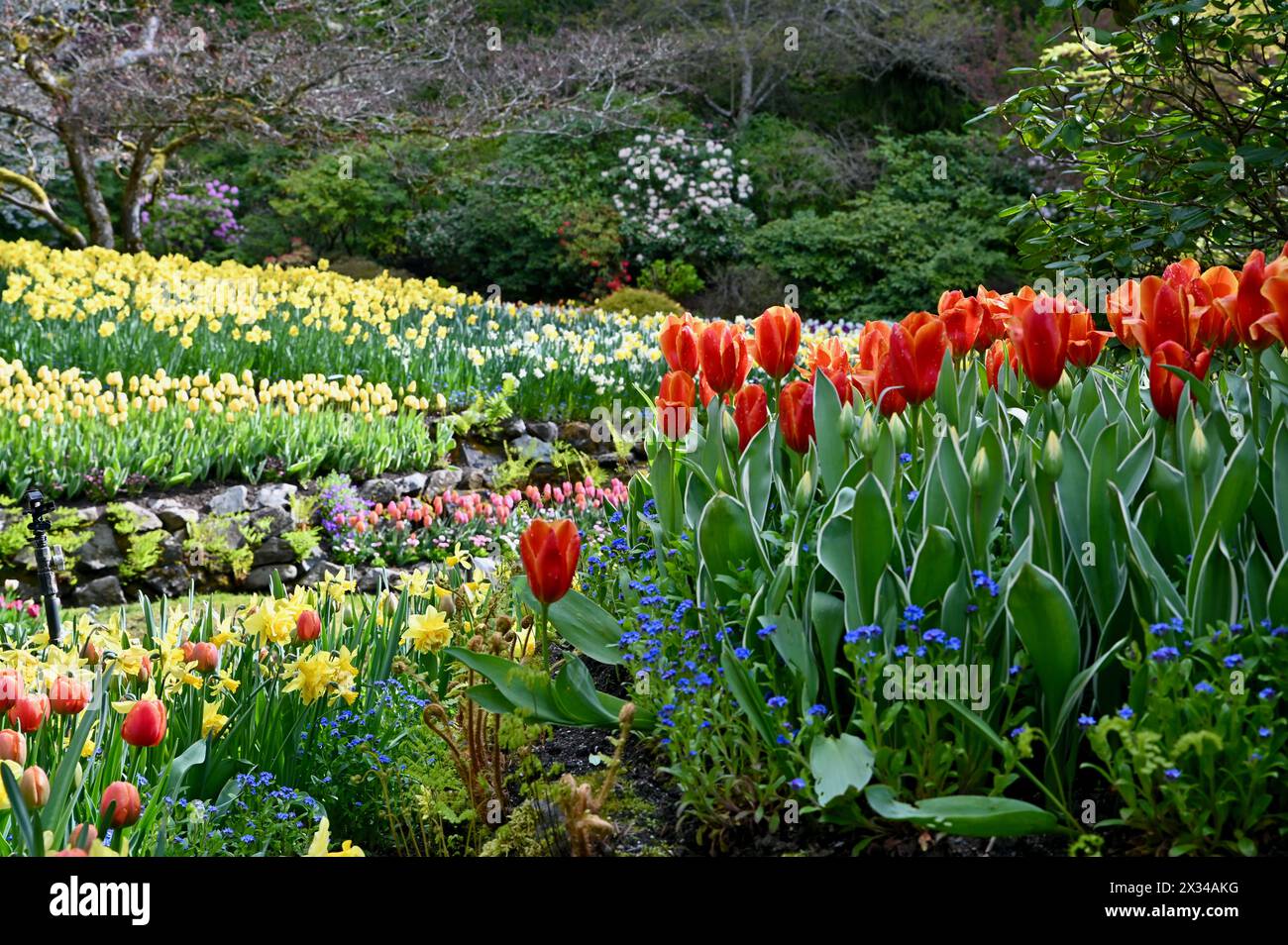 Spring flowers blooming in mass plantings in lovely park setting Stock Photo - Alamy