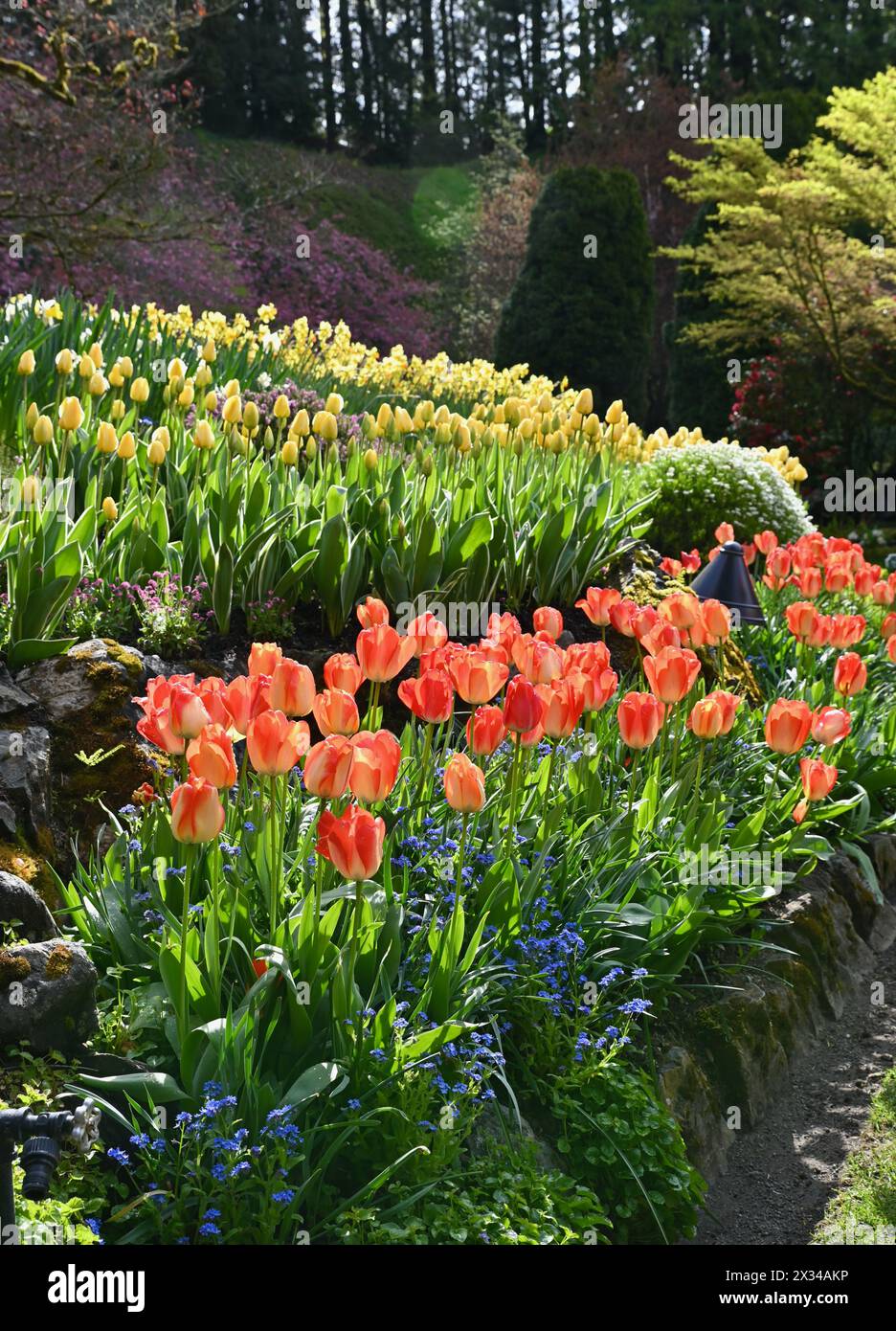Spring flowers blooming in mass plantings in lovely park setting Stock Photo - Alamy