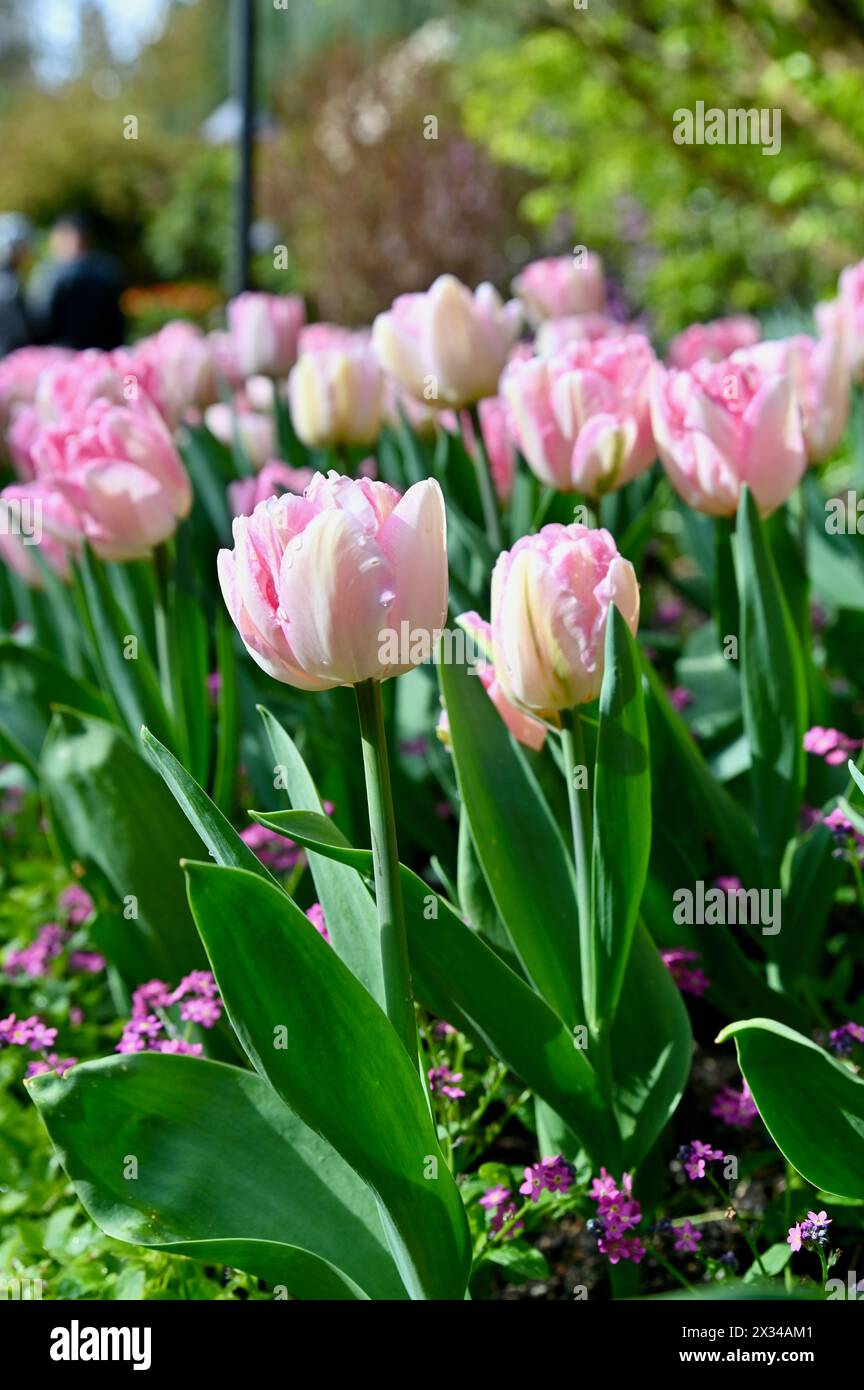 Spring flowers blooming in mass plantings in lovely park setting Stock Photo - Alamy