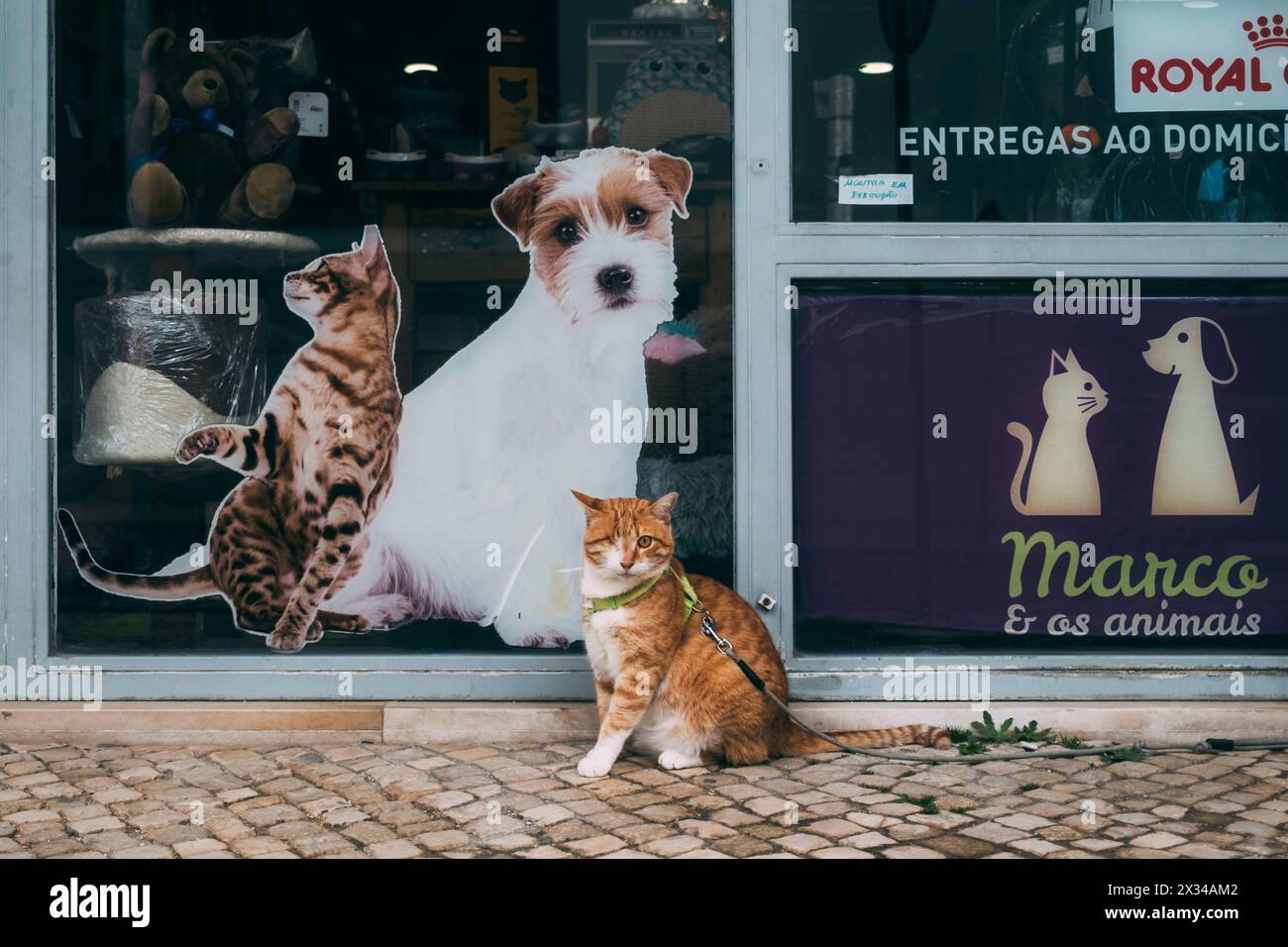 Lisbon, Lissabon, 22.03.2024: Travelpictures Lisbon, Cat with only one ...